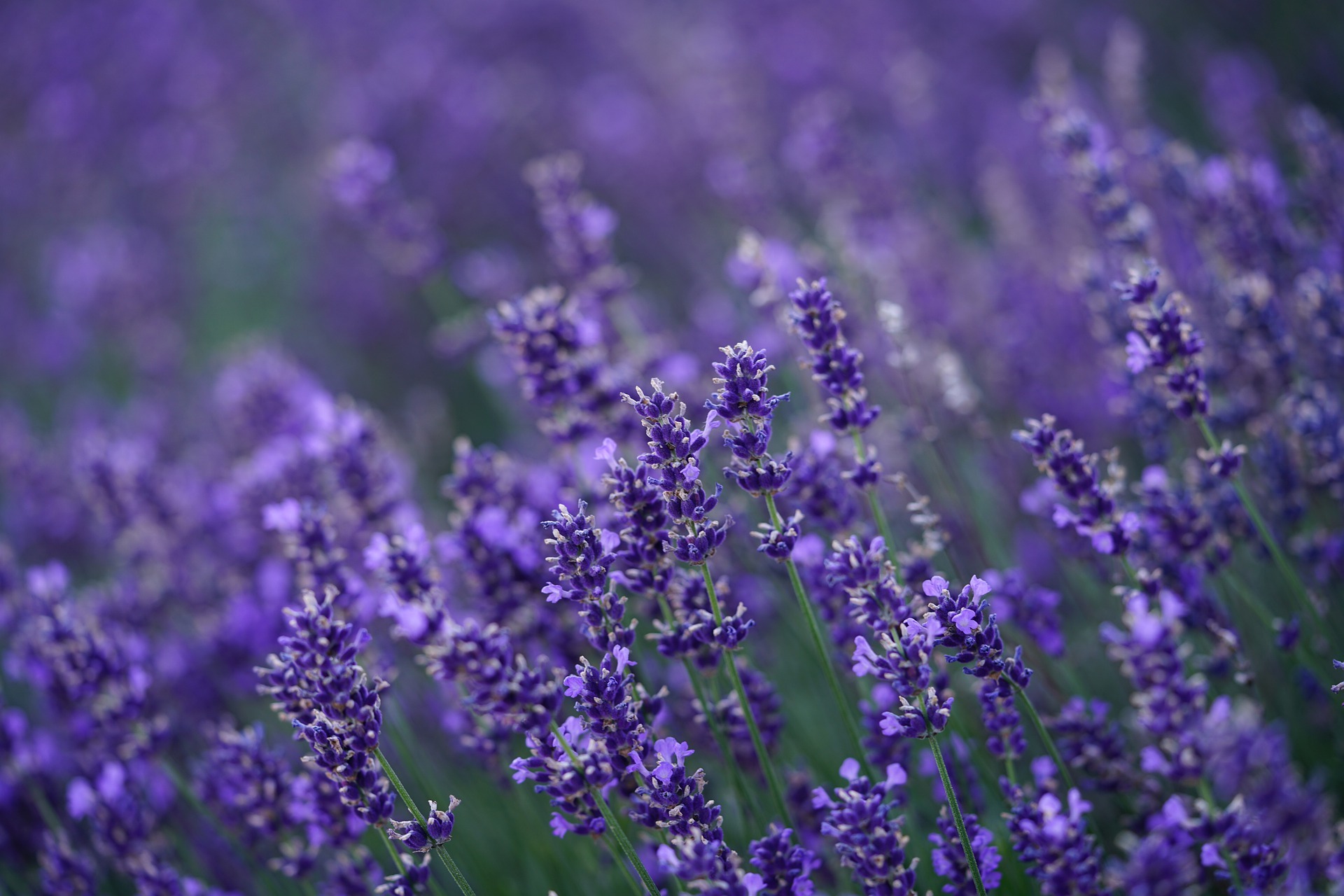 Linalool Terpene Strains and Overview