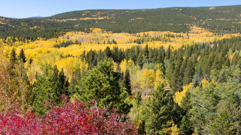 Best Fall Activities in Colorado 2024: Festivals, Leaf Peeping, and More