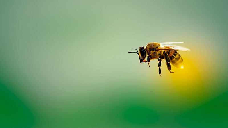 Cannabis and Animals – Fascinating Connections in Nature