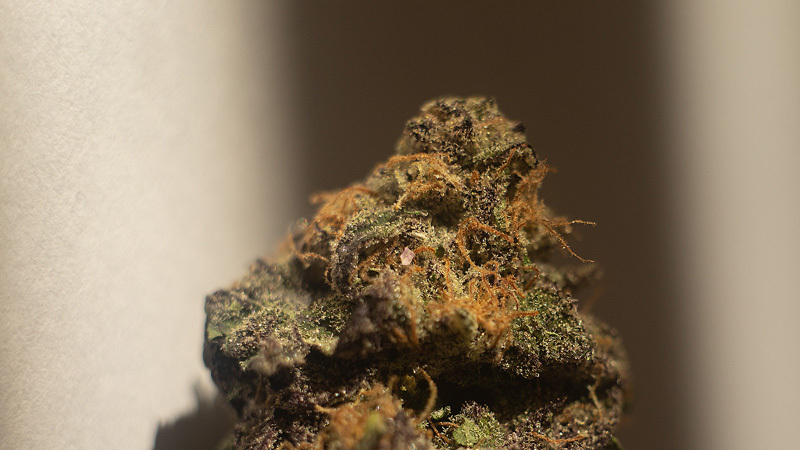 Can You Be Allergic to Cannabis? Causes, Symptoms, and Prevention